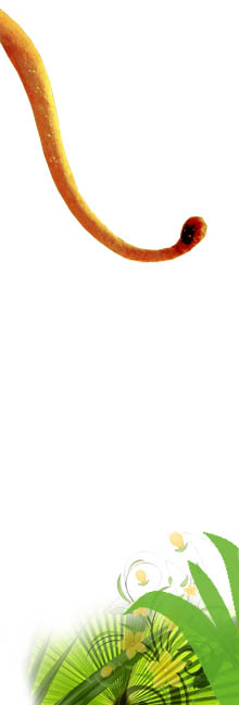 Cuentos Para Niños: Cuentos Infantiles: La cola de león