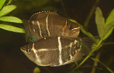 Aquarium fish Family Labyrinth(Belontiidae): Betta, Gourami(Trichopsis ...
