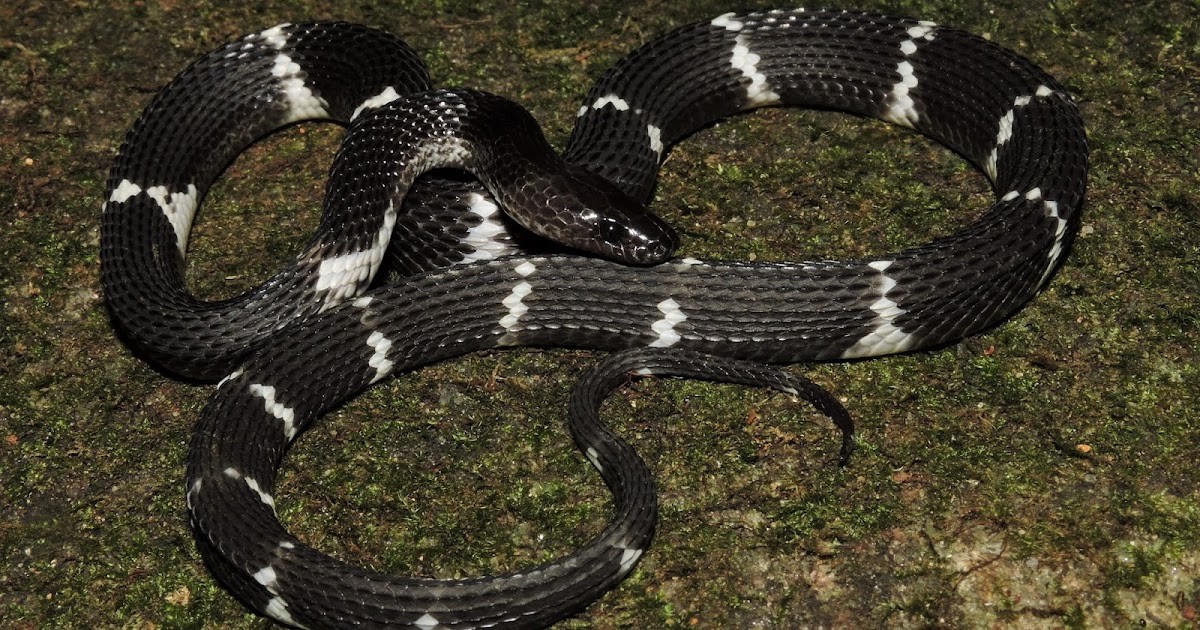 Snakes of Sri Lanka