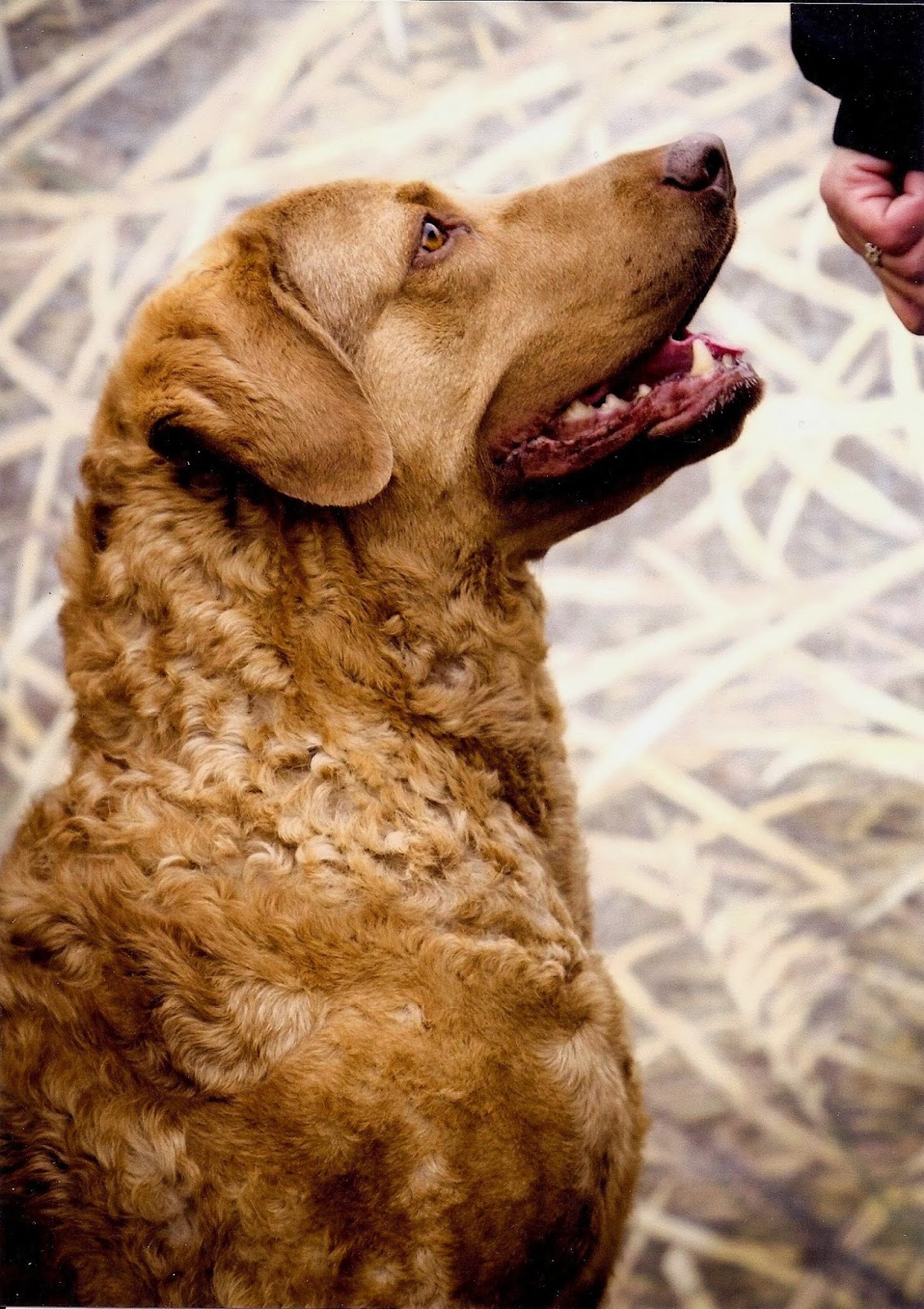 Welcome to Blucollar K-9s: The All-American Chessie