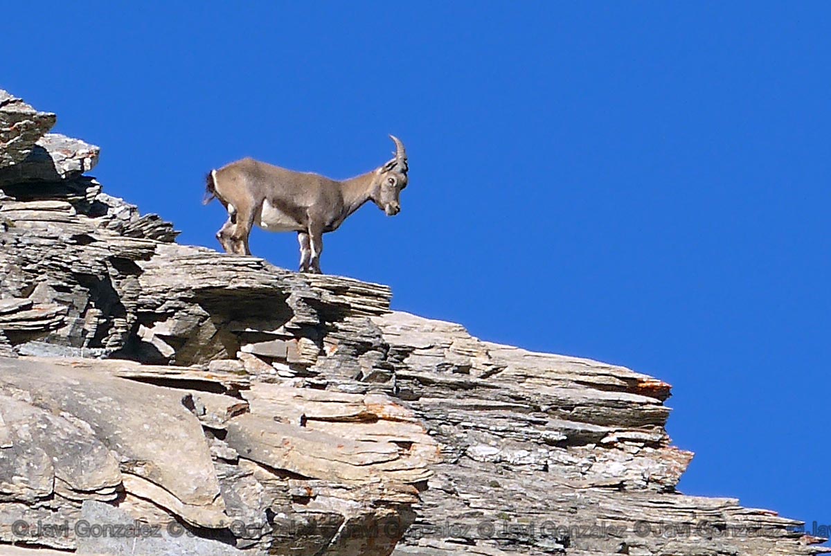 Javi Gonzalez's Blog