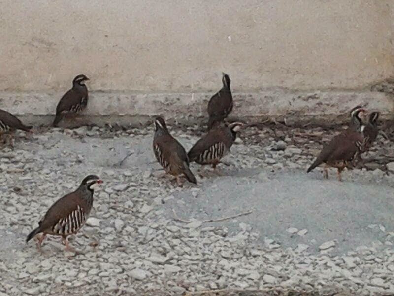 Granja de Perdices "El Coto"