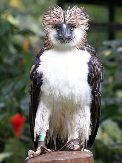 AUSTRALIAN FANTASY ADVENTURES