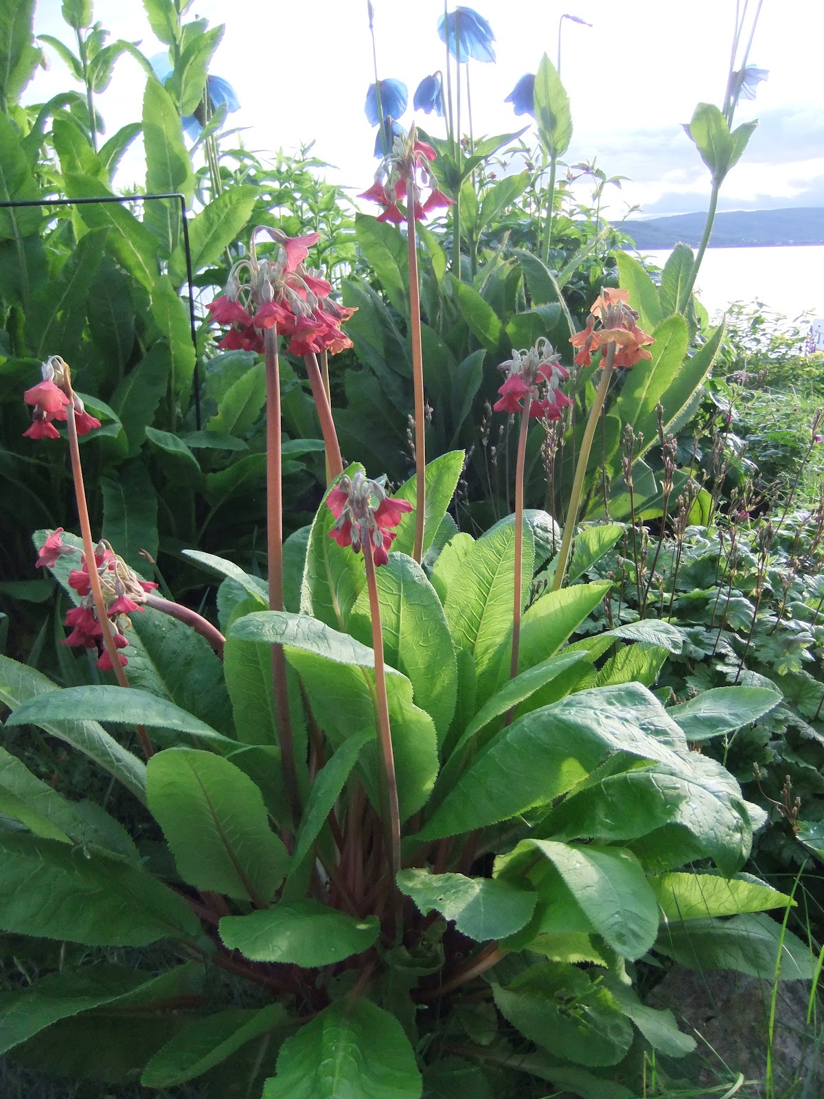 Hage 69 grader N: Se min hage