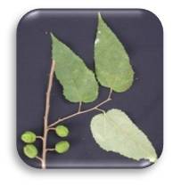 entornos / ... Nicaragua, volcán y frontera: El guacimo renco