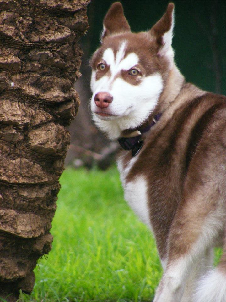 El Pueblo Peludo: Aki, malamute-husky de color marrón!