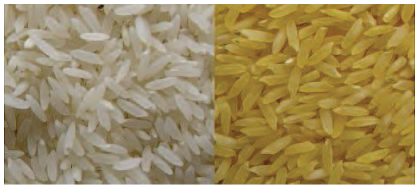 Pras Academy - SMP: Mengenal Produk Transgenik