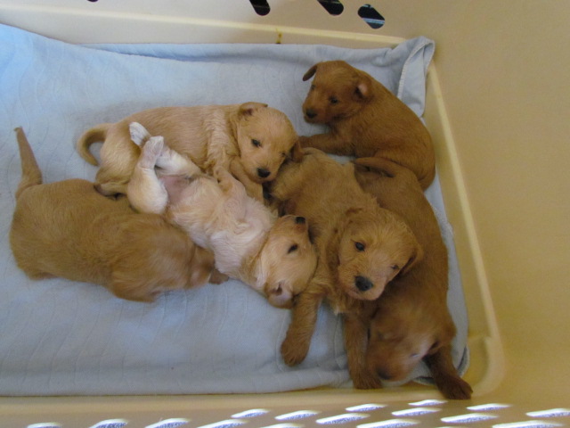 What Is A Litter Puppy