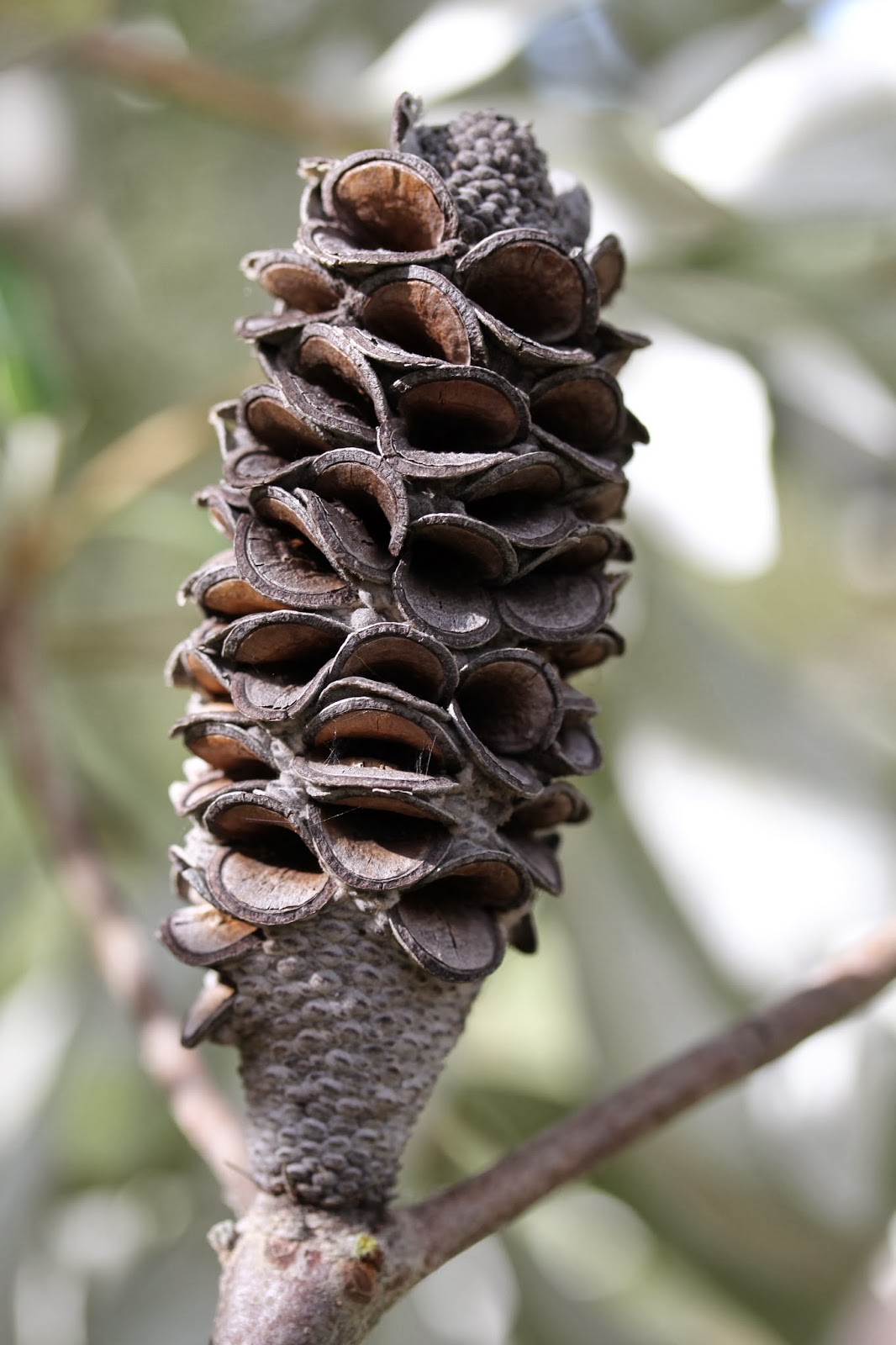 Hunter harvest: Photo of the week - banksia men