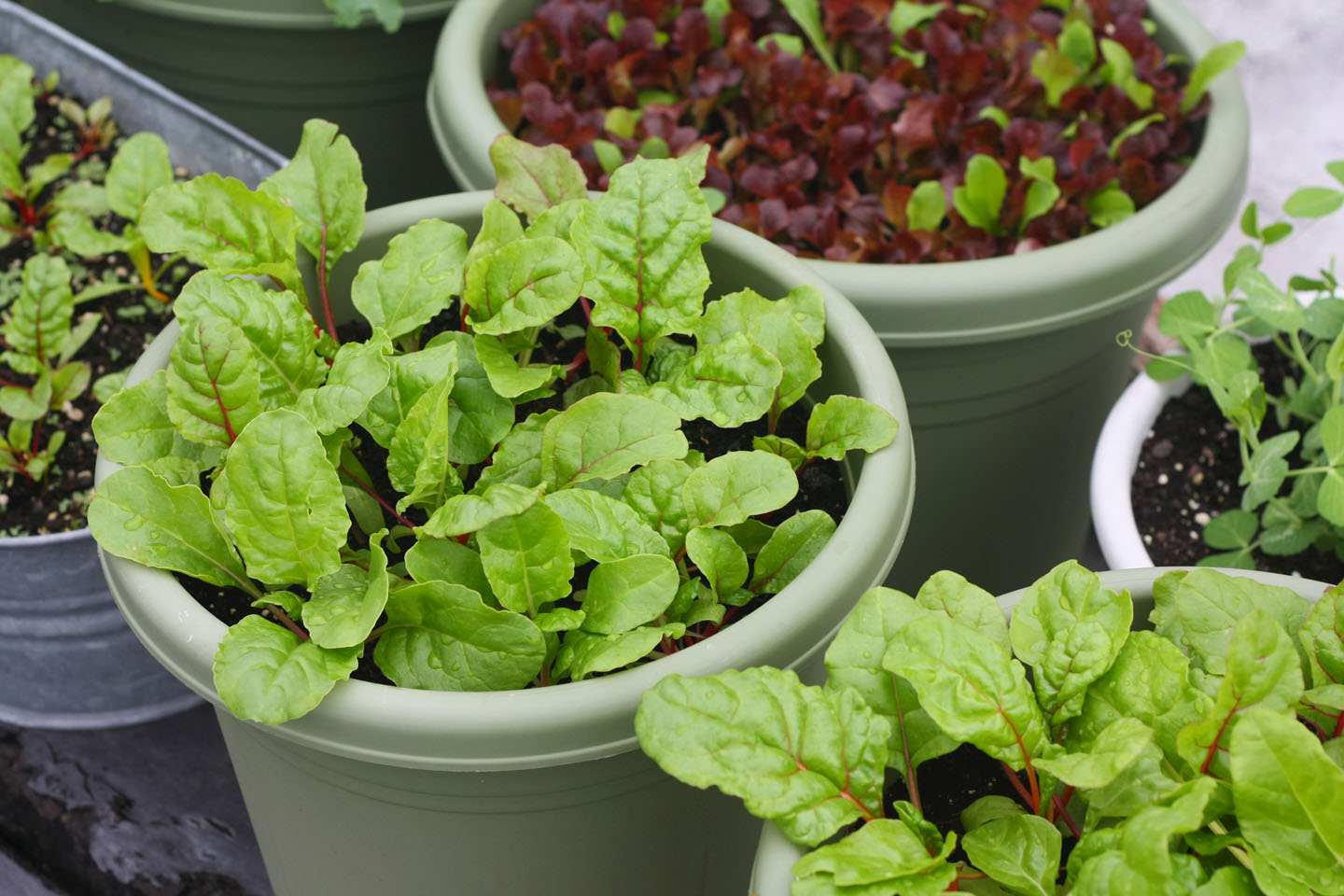 66 Square Feet (Plus): The salad bar