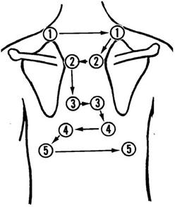 Pemeriksaan Fisik Thorax (Paru dan Jantung) ~ Blog Artikel Kesehatan