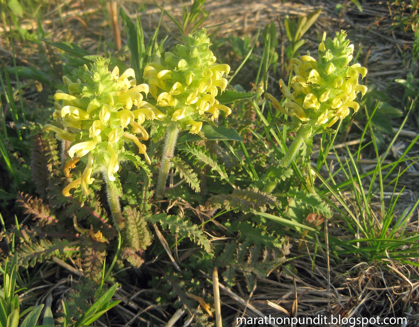 Marathon Pundit: (Photo) Swamp lousewort