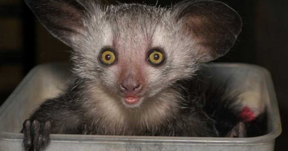 Aye Aye | Animal Wildlife