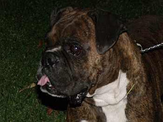 ADOPCIONES PERU - ELLOS ESPERAN POR TÍ: Por un hogar PARA ROCKY! Boxer ...