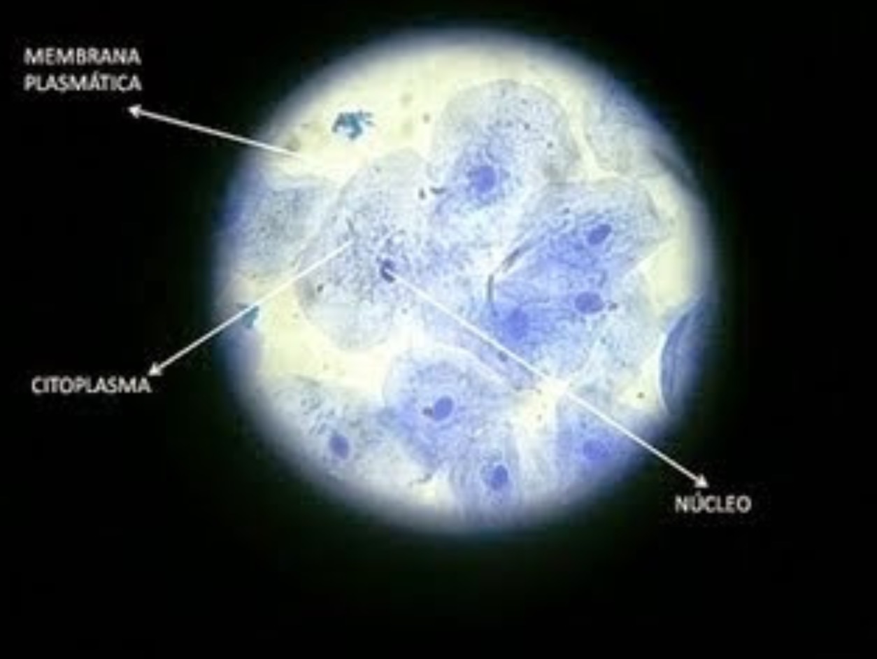 BIOLOGÍA Y MÁS : 1º ESO TEMA 5- PRÁCTICA 10: EL MICROSCOPIO ÓPTICO