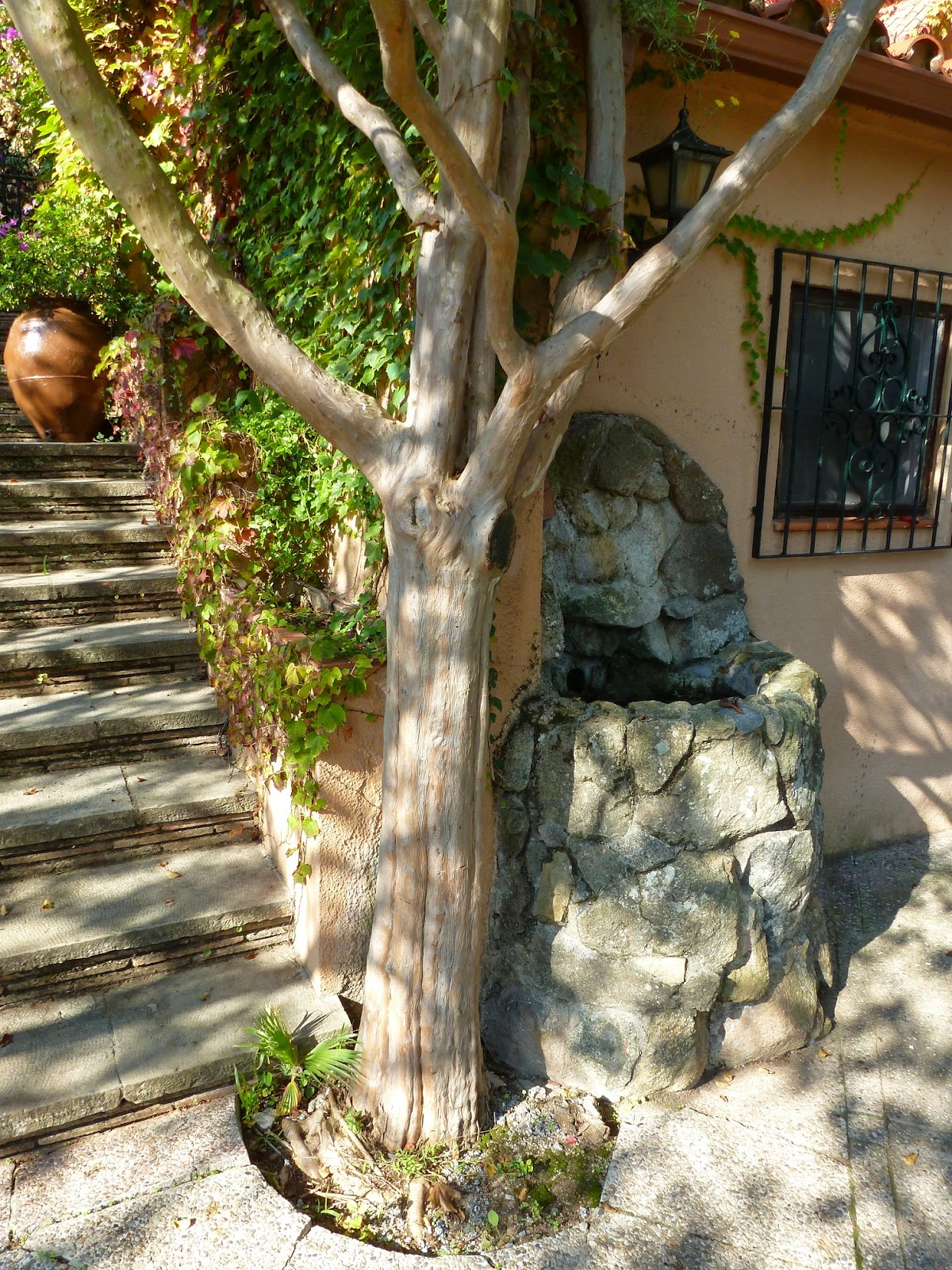 Árboles con alma: Arbol de Júpiter. (Lagerstroemia índica)