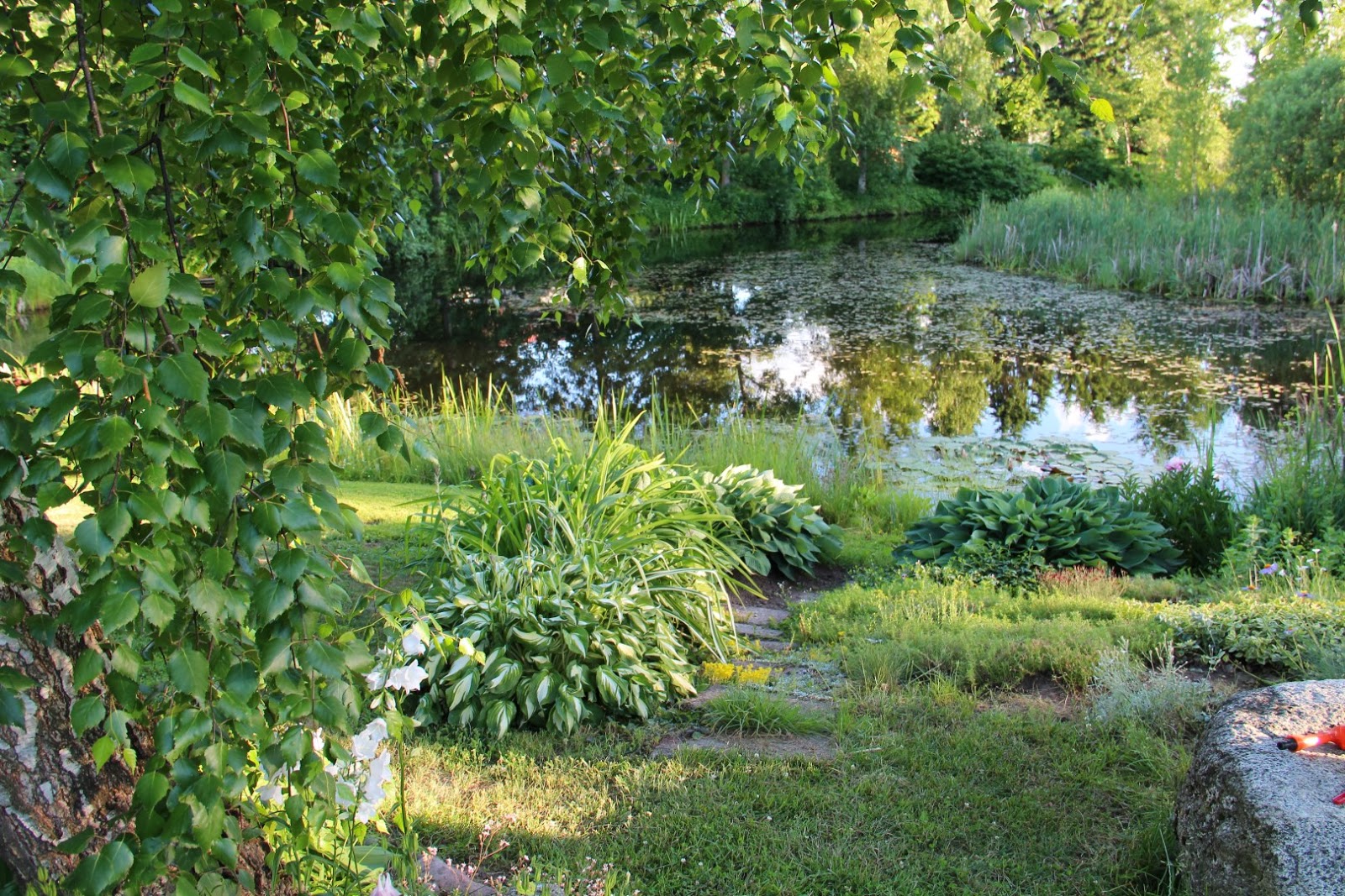 Žvilgsnis į vasaros pievą...