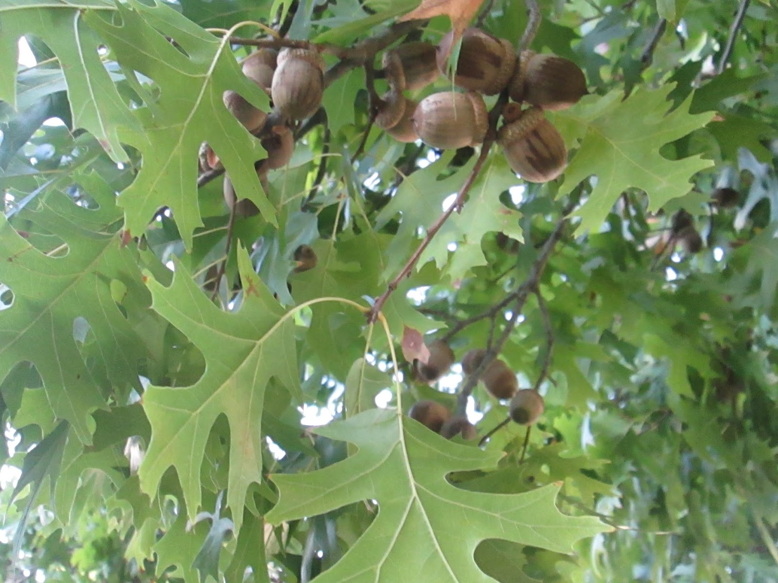 Consultoria Experta en negocios de Agricultura, Ganaderia y Forestales ...