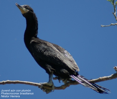 Caza y tiro con aire: Cormorán o Pato Chancho ( Phalacrocorax Brasilianus)