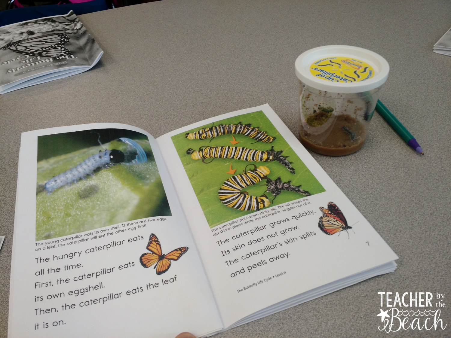 Butterfly Week - Teacher by the Beach