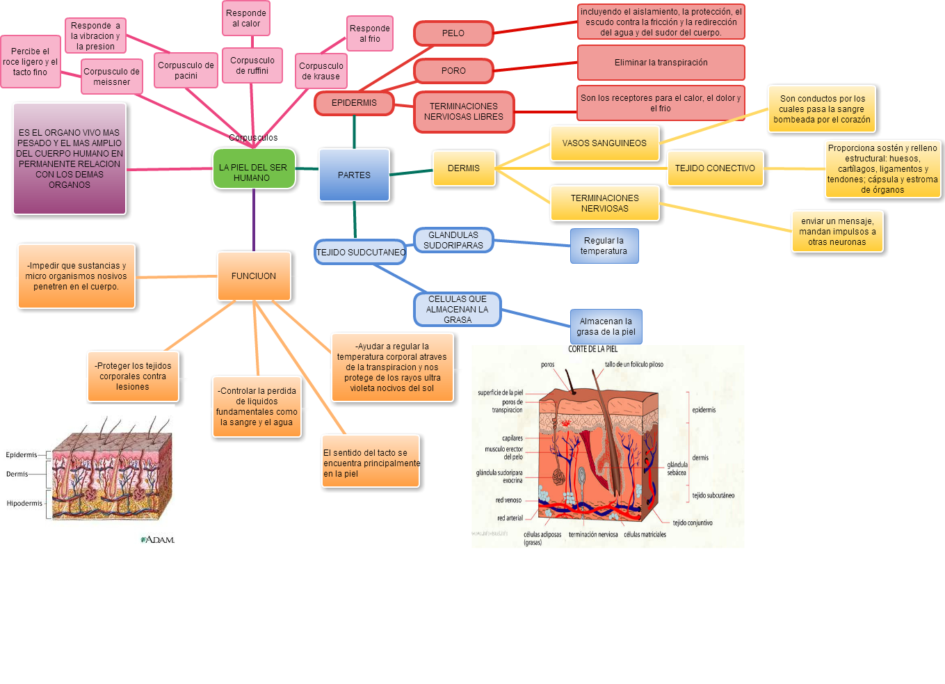 Ciencias Naturales 8-2: Mapa mental sobre la piel Resubido