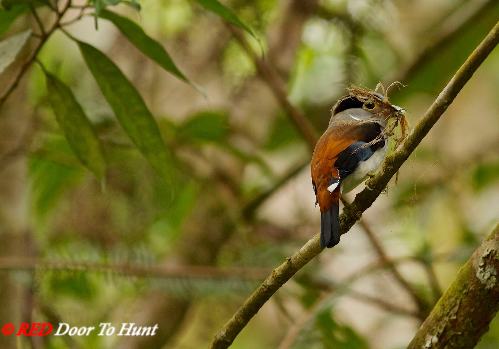 RED Door To Hunt: Rekod Bersarang Burung Takau Dada perak~Serilophus ...