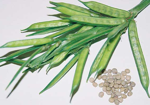 The Phytophactor: Gumming up the works