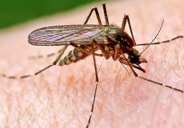 DHLogic: Ciência - Mosquitos