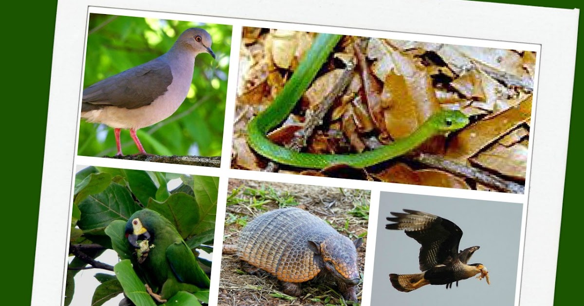 VENTO NORDESTE: A SURPREENDENTE E BELA FAUNA DA CAATINGA