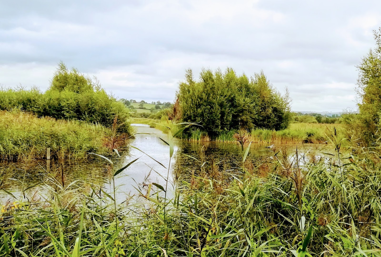 Wading Through Treacle: Diary: Westhay Moor and Nature Reserve