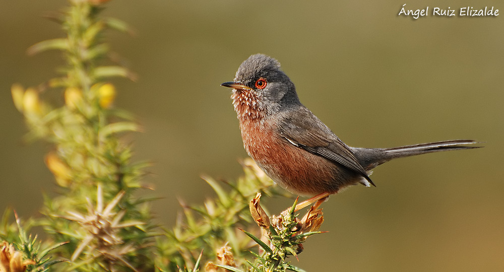 Aves de la Ría de Ajo: Curruca rabilarga en Liendo...