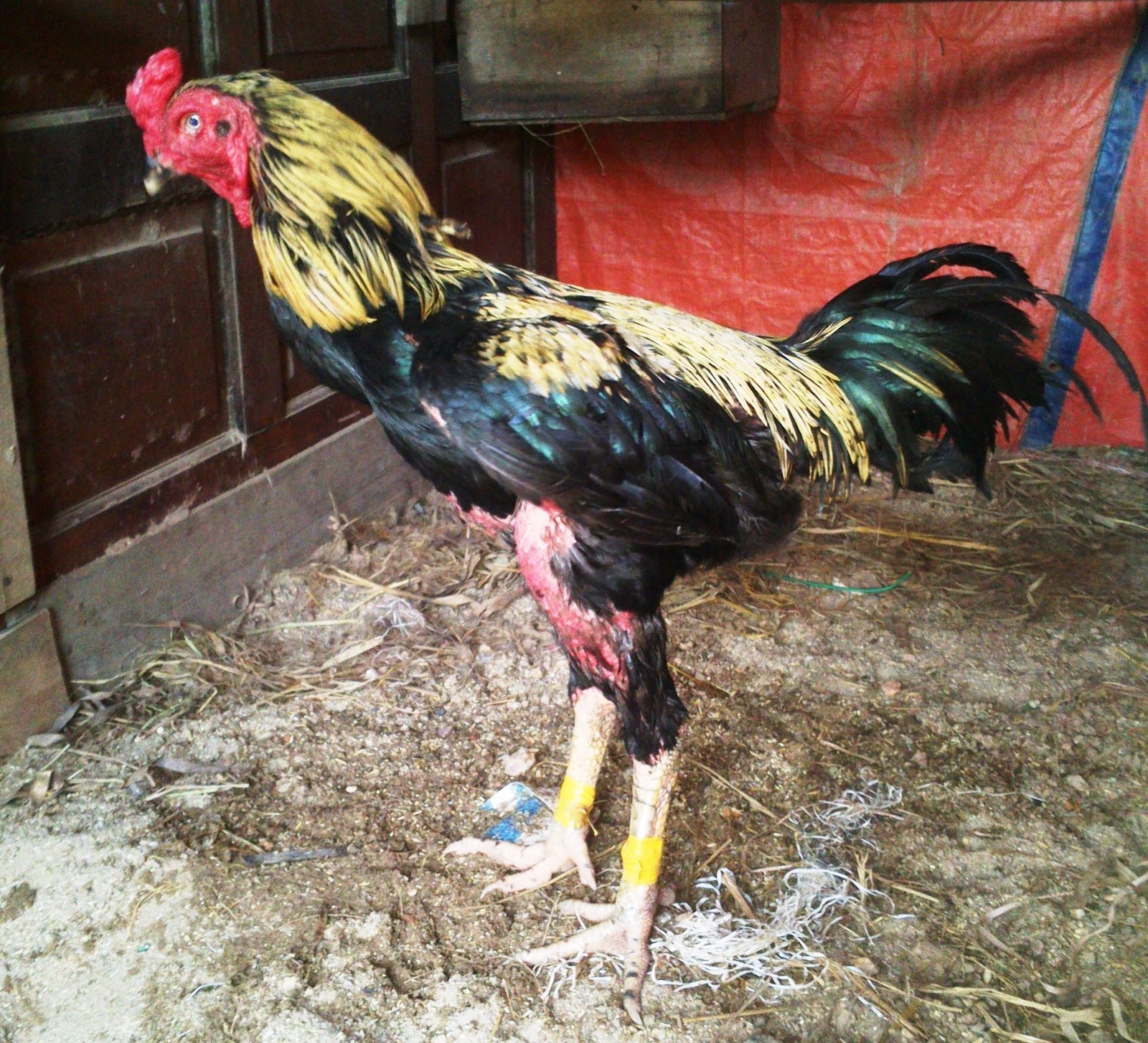 MY GANOI N TRAT... WEDDING OF THE YEAR