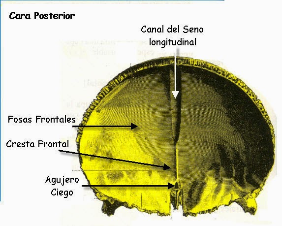 Morfofunción: Cabeza y cuello: Frontal