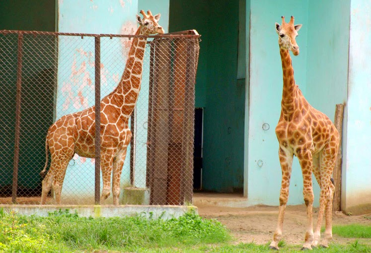 View Patna: New guests in Patna Zoo