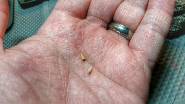 Panther Branch Bugs - The Bloody Fanged Bat