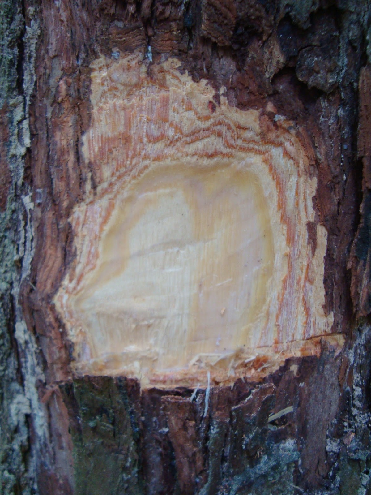 Smart Green: SPESIES TUMBUHAN YANG DITEMUI