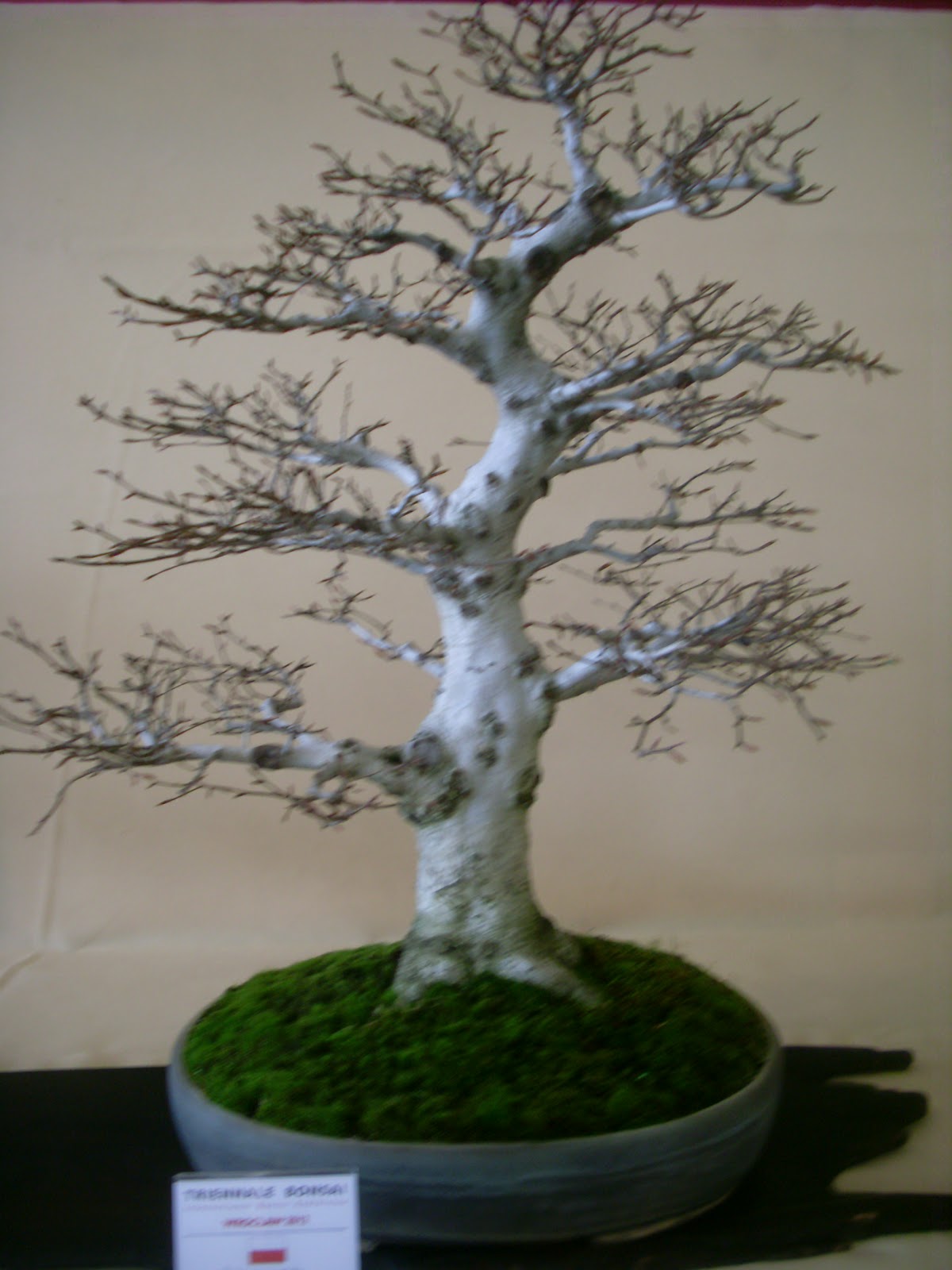 home-love&more: Wystawa „Bonsai Triennale 2012”