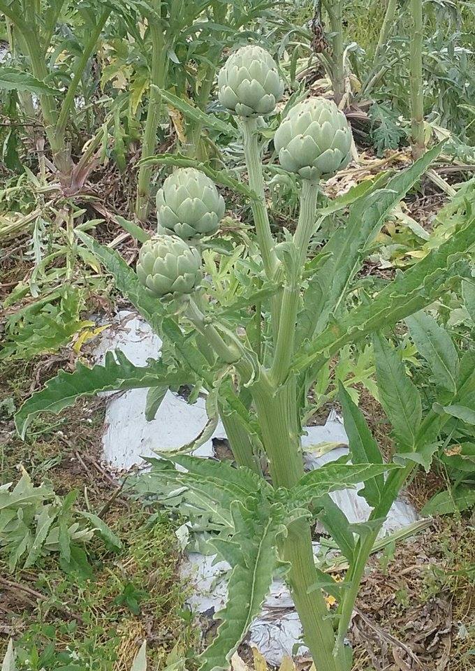 La capital del alcaucil ~ CompARTE Cultura