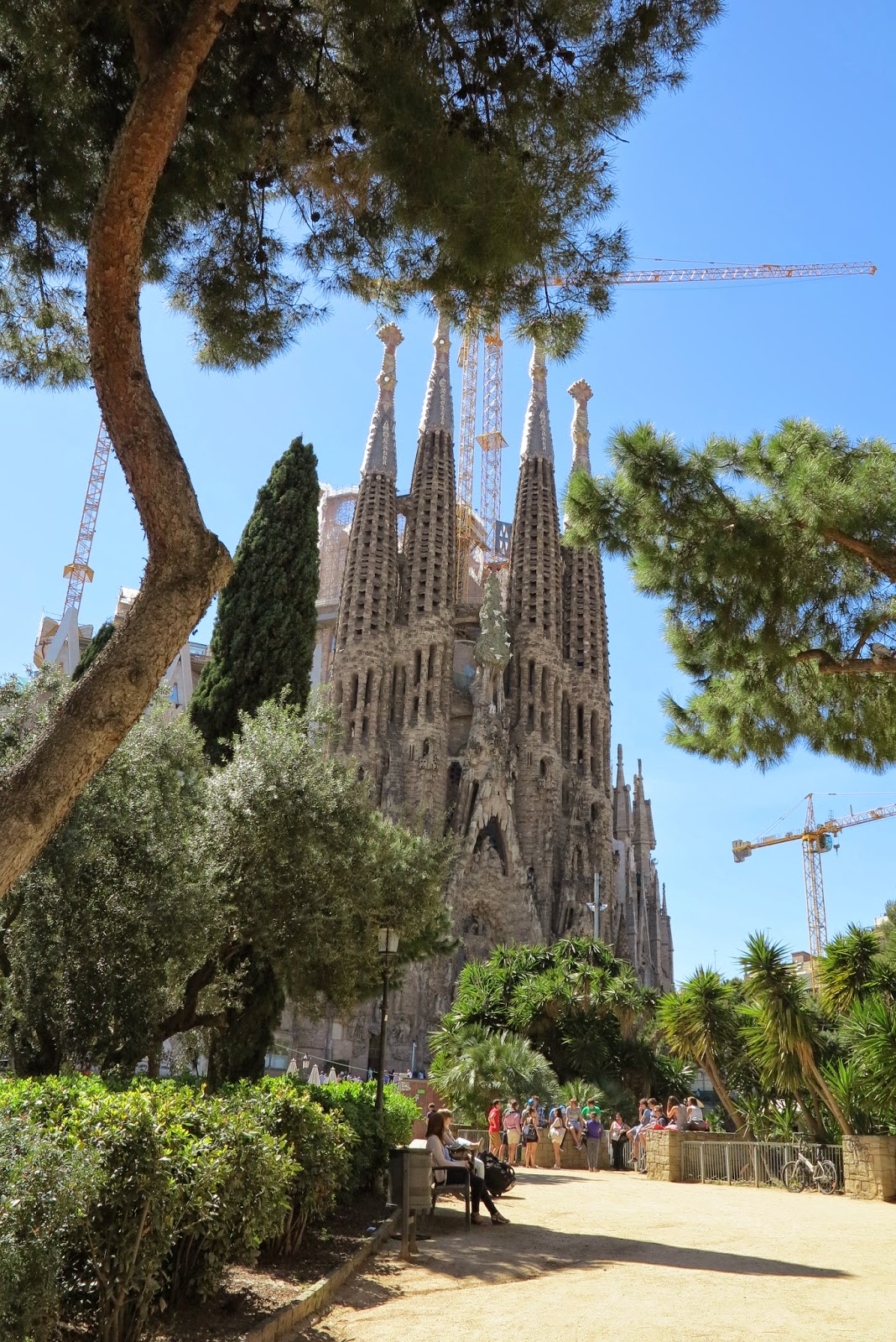 Clemmys guttata: la tortuga moteada: de maig 2014