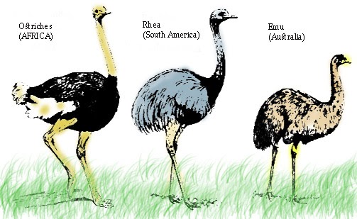Facts about flightless birds (ratites) | Facts About All
