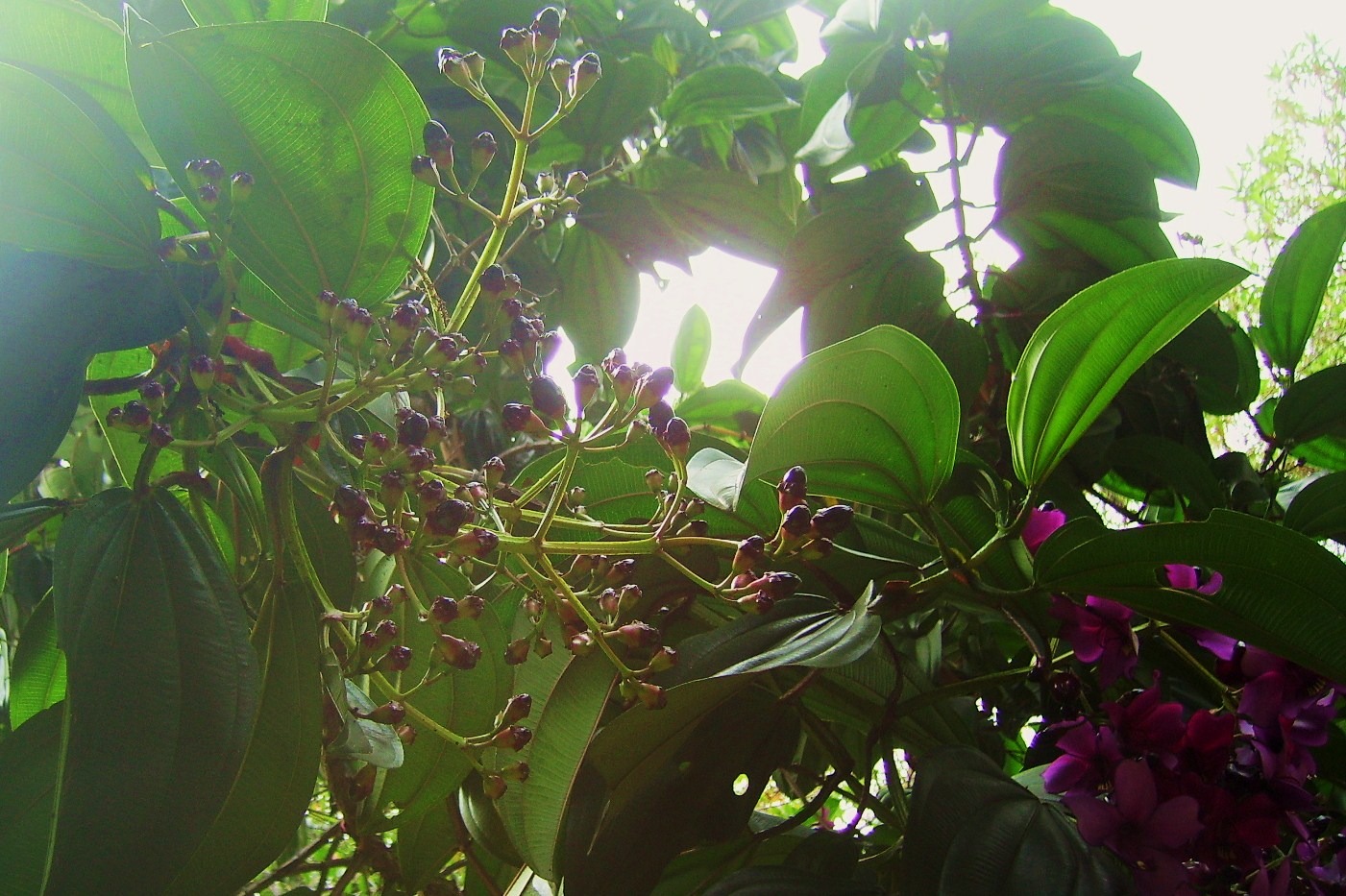 Plant Explorers: Meriania nobilis