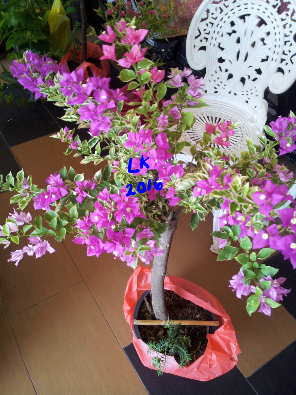 E-NA LOVELY KITCHEN ^_^: POKOK BUNGA MURAH DI NURSERY SUNGAI BULOH