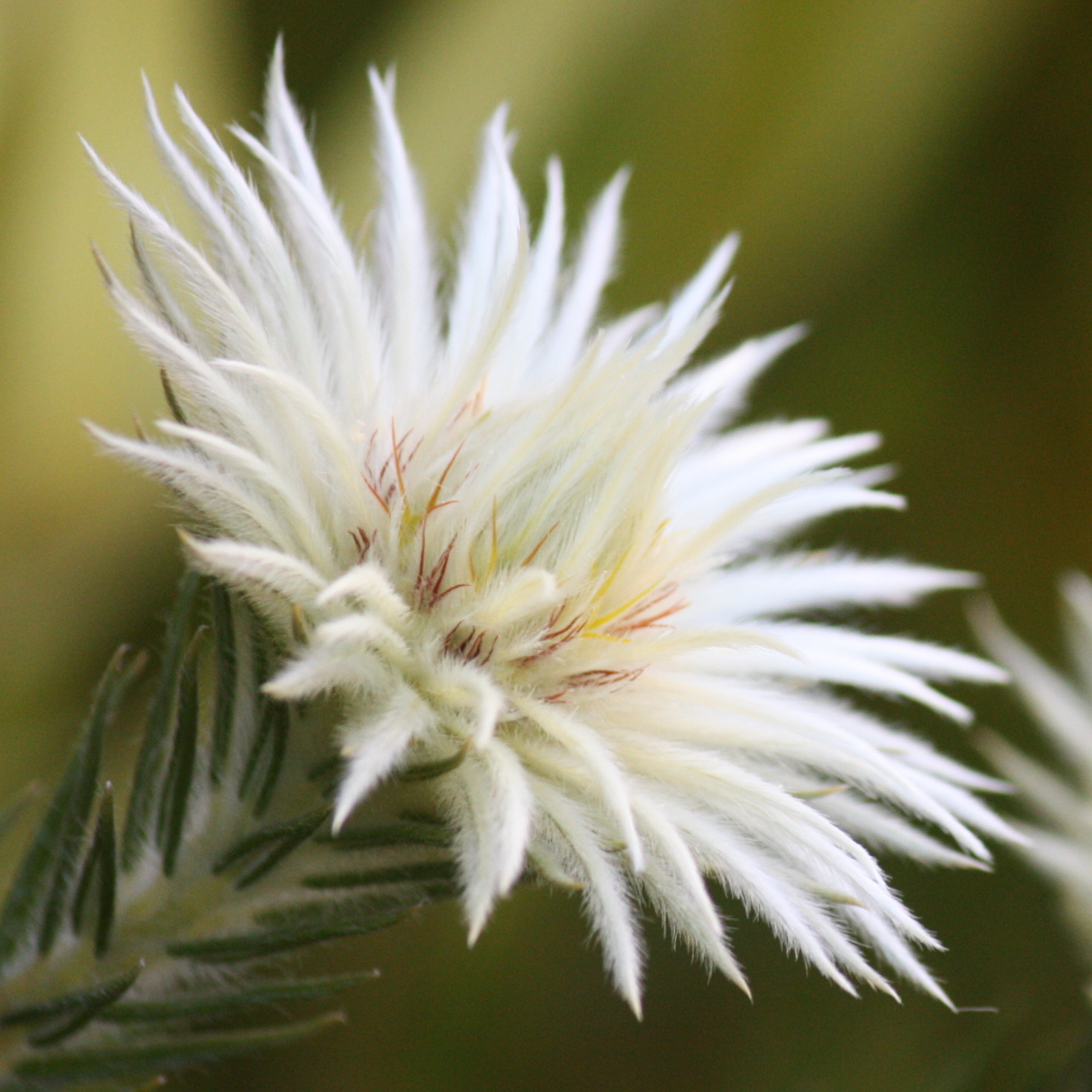 Swallows Nest Farm: Saving Seeds - Phylica