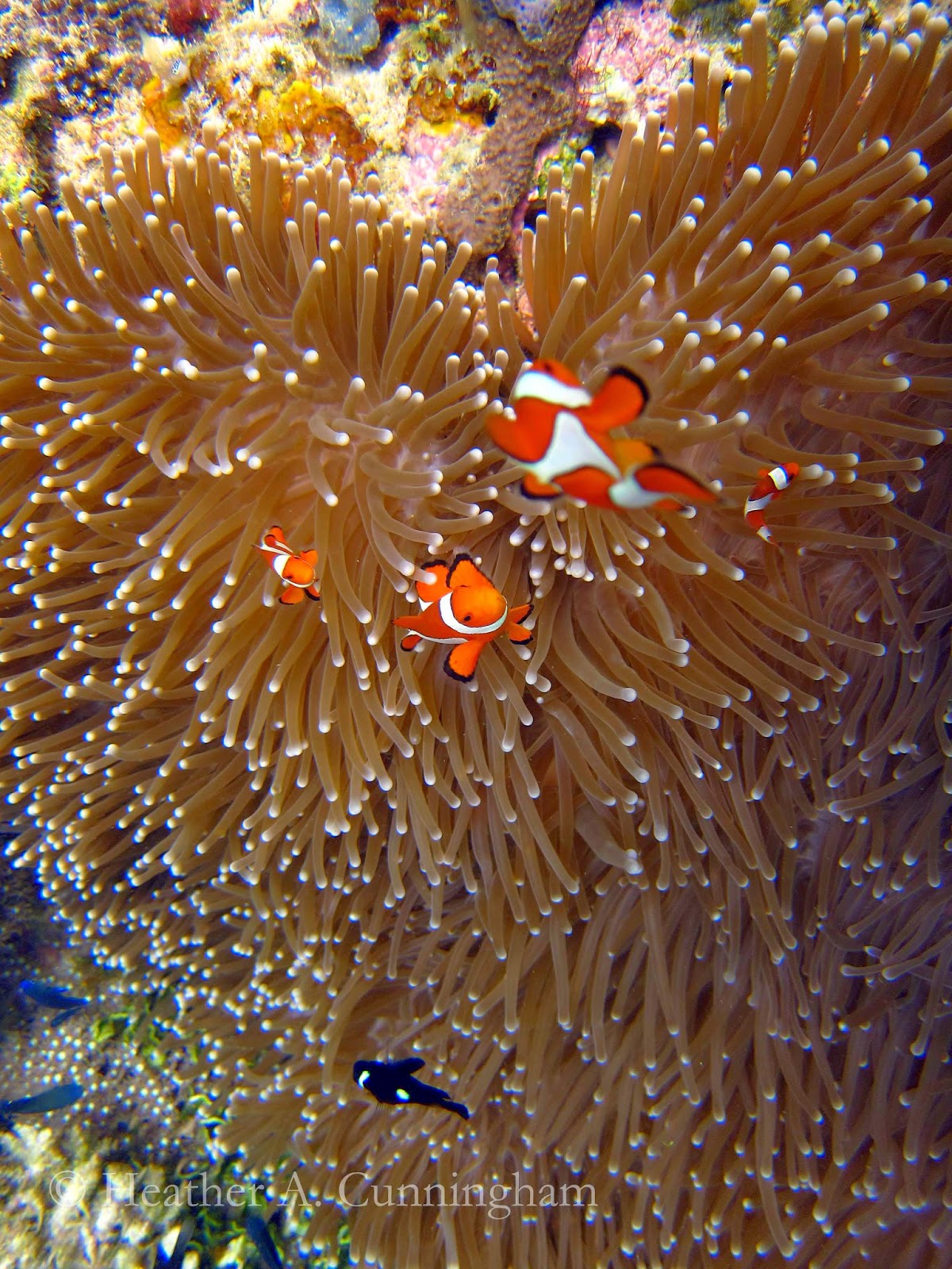 More Colorful Clownfish