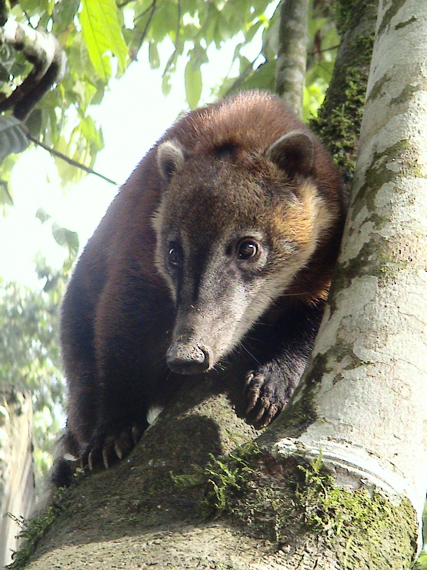 PARQUE AMAZÓNICO: IMÁGENES