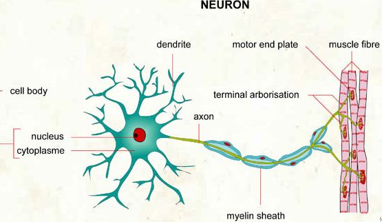 All-or-none principle of Neuron |Genetic Engineering Info