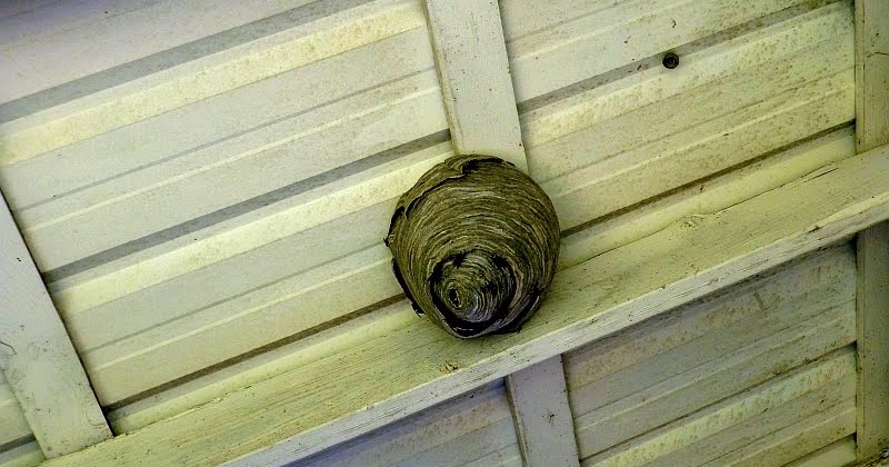 Rural Revolution: Dropping like flies