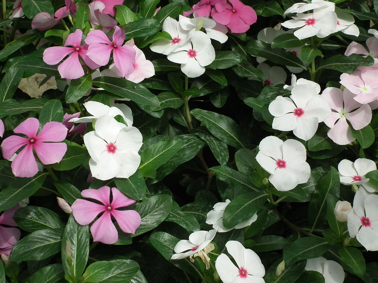 Vinca rosea | Pustaka Flora | Database Tanaman Landscape