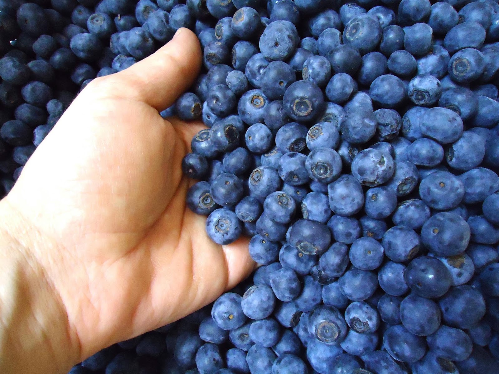 cadalso vive: las endrinas , otro fruto del otoño...