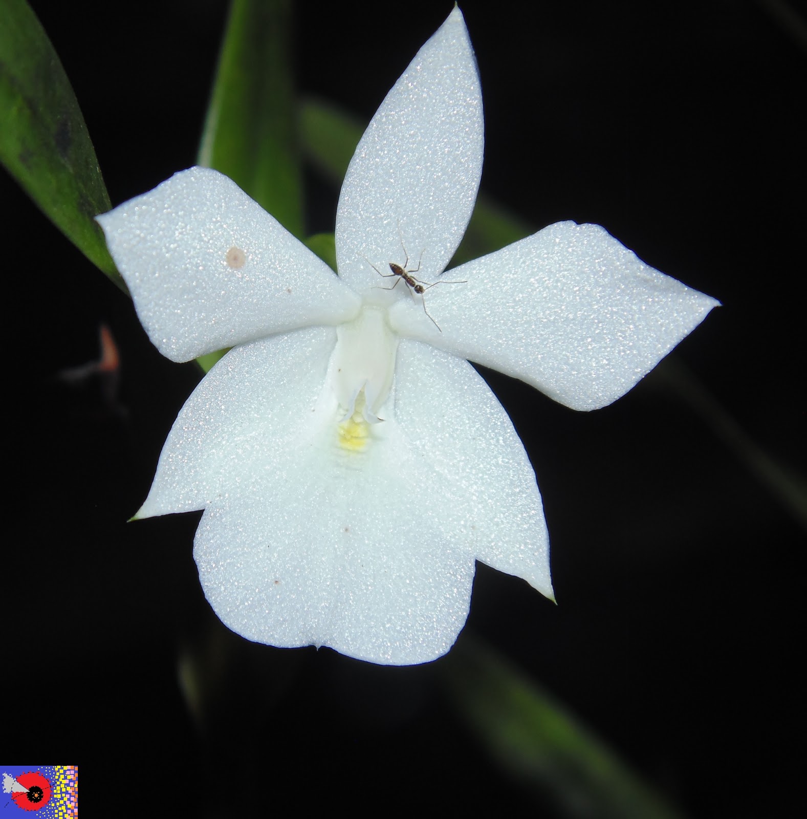 ORQUÍDEAS * BROMÉLIAS: 337 - Orquídea: Dimerandra emarginata var. alba